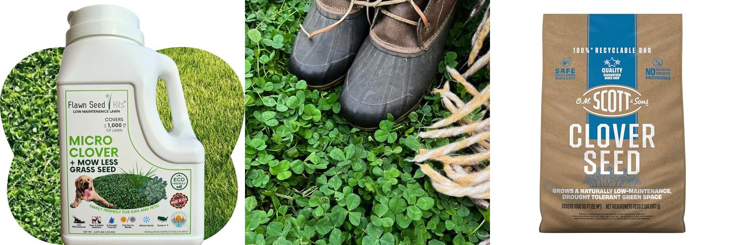 Best Clover Lawn For Dogs - Top 5 Picks & Review